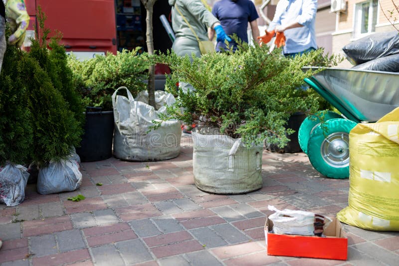 Tree Planting, Many Small Seedlings Growing with Plastic Protection ...