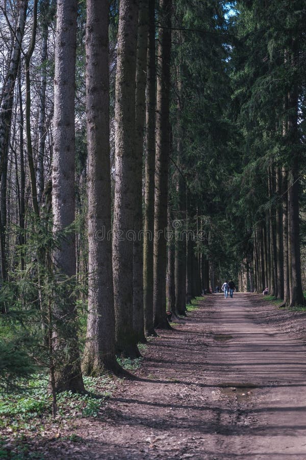 Tree Planting, a Corridor of Trees in the Arboretum Stock Image - Image ...