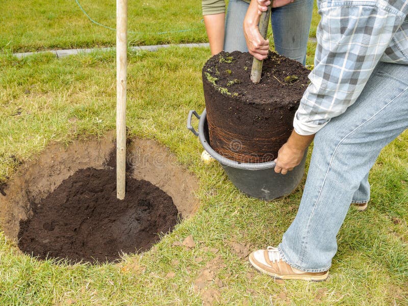 Planting sapling tree stock photo. Image of hard, cultivable - 10235282