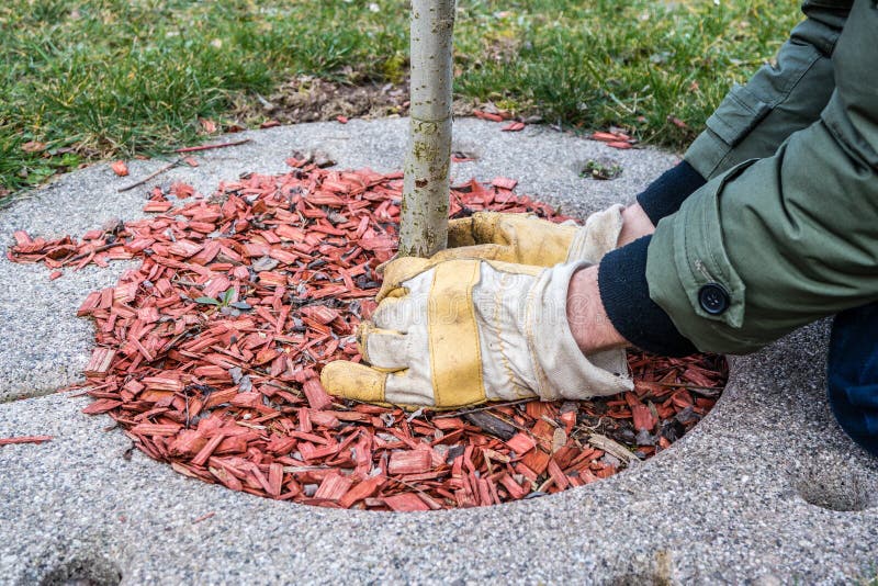 Tree Planting in the Garden Stock Image - Image of forest, lifestyle ...