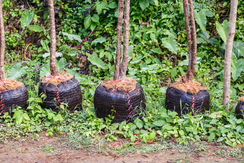 Tree planting for garden stock image. Image of agricultural - 48581479