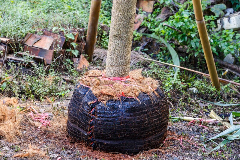 Tree planting for garden stock photo. Image of growing - 48581692