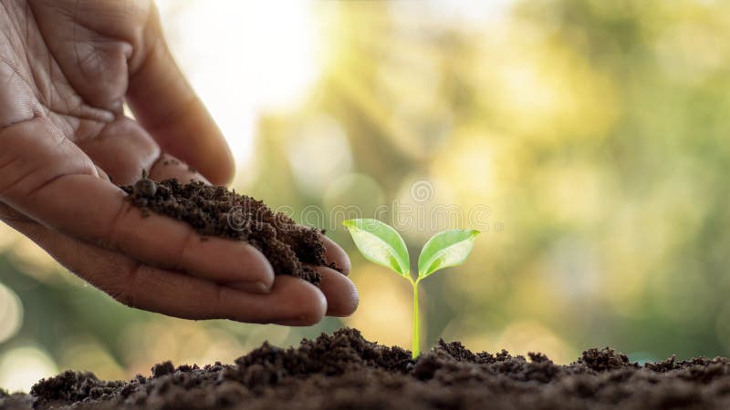 Tree Planting and Tree Planting, Including Planting Trees by Farmers by ...