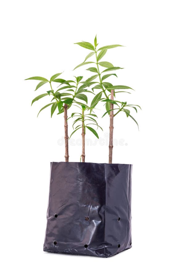 Tree planting isolated stock image. Image of human, lifestyle - 85482321