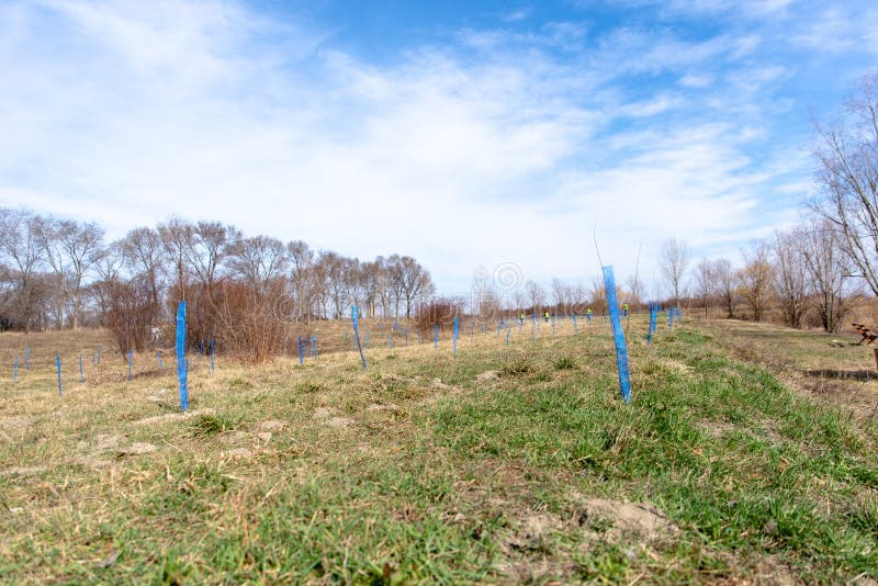 Tree planting in a spring stock image. Image of plant - 146552551
