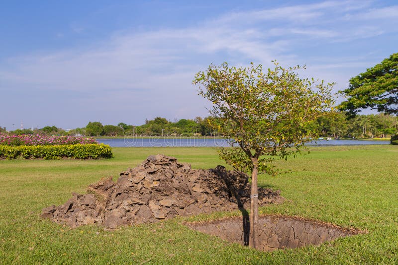 Tree planting stock photo. Image of tree, ecology, blue - 39596390