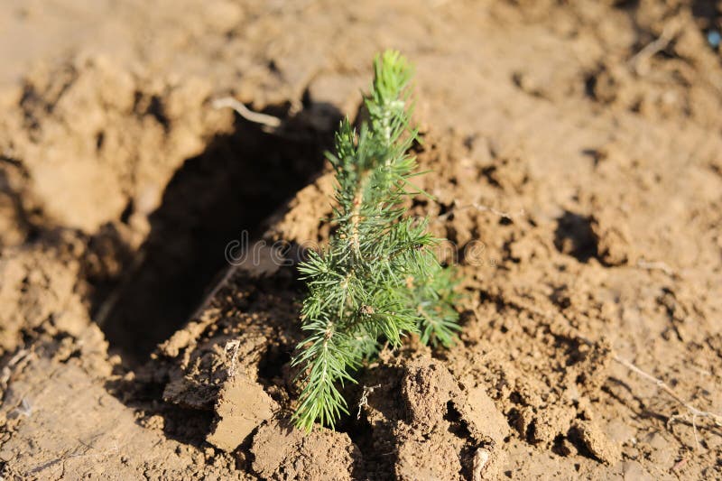 Tree Planting. Spruce Seedling in the Ground. Planting a Forest Stock ...