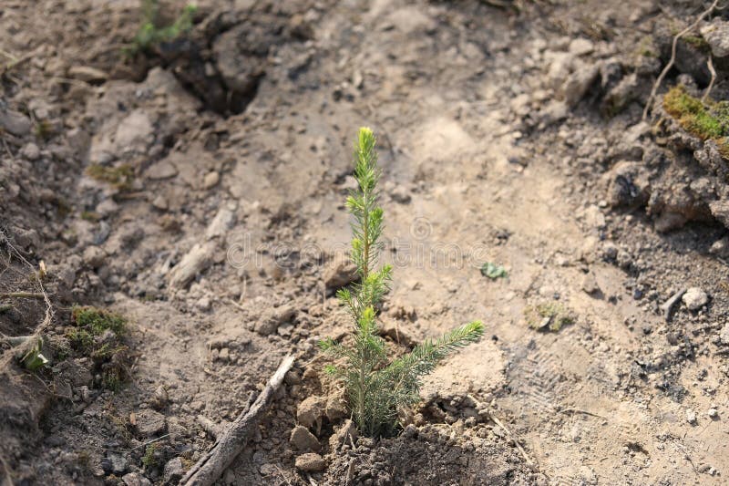 Tree Planting. Spruce Seedling in the Ground. Planting a Forest Stock ...