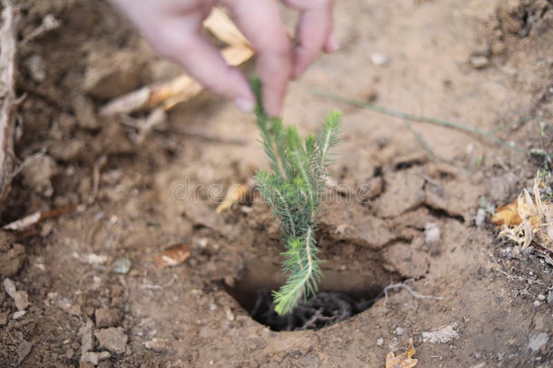 Tree Planting Spruce Seedling Ground Forest Reclamation Resources Stock ...