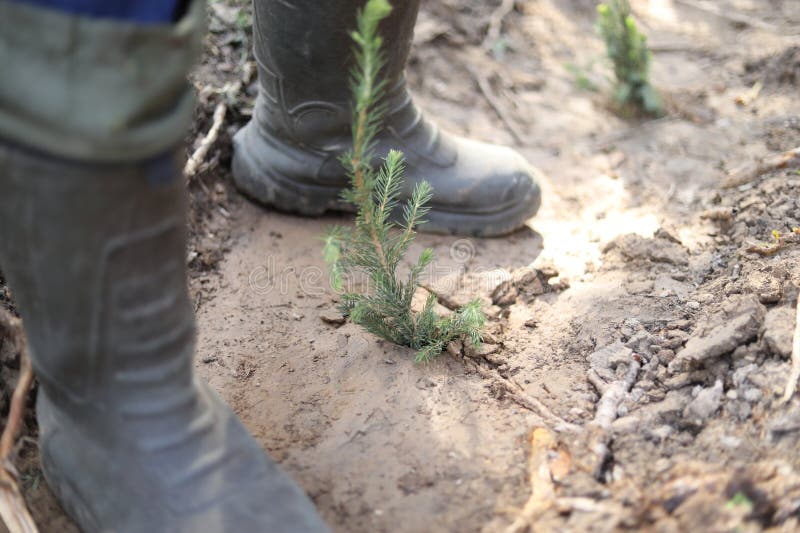 Tree Planting. Spruce Seedling in the Ground. Planting a Forest Stock ...