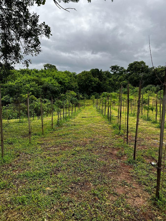 Tree planting stock image. Image of woodland, stem, plantation - 353231327