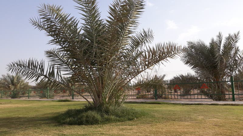 The Tree stock photo. Image of tamar, dates, tree, greenerygrass ...