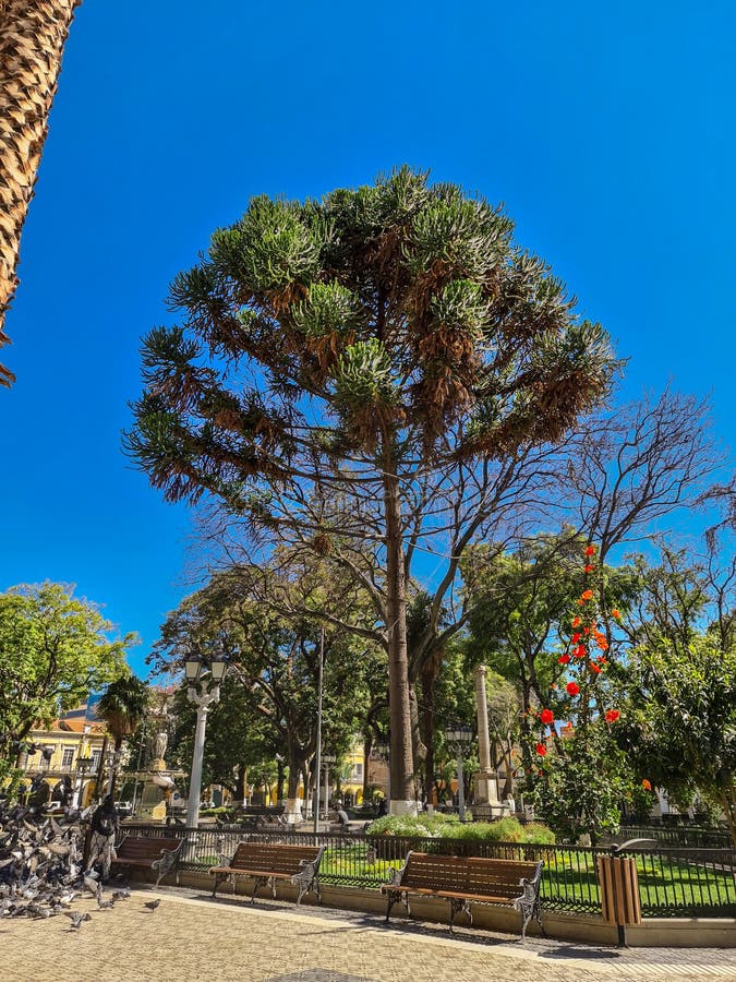 Tree from a Plaza in the Center of the City Stock Image - Image of ...