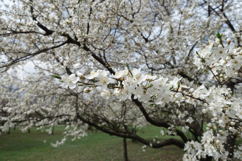 Tree of Plum in Bloom in April Stock Image - Image of myrobalan, park ...