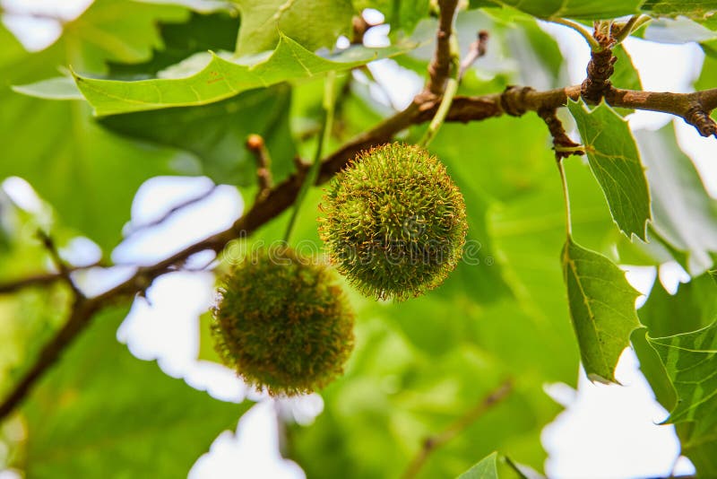 Tree Pods Growing in Peak Summer Stock Photo - Image of fruit, closeup ...