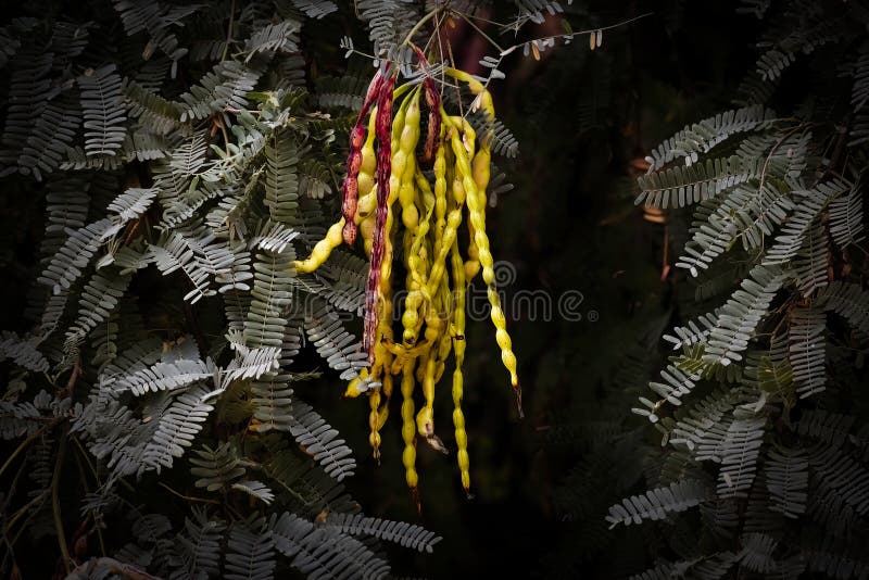 Tree Pods stock photo. Image of flora, flower, forest - 240297298