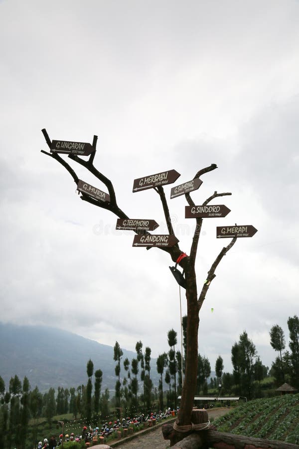 Tree Pointing Towards the Mountain Stock Photo - Image of sign, tree ...