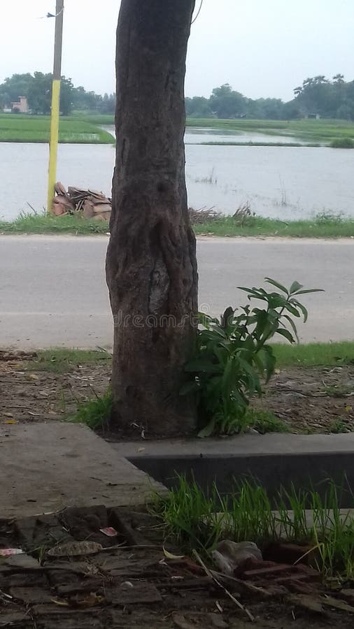 Jangal tree Konkan stock photo. Image of maharashtra - 70950854