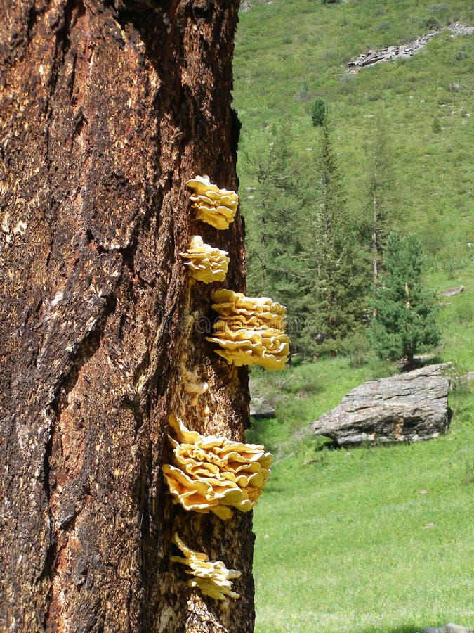 Tree with polyporus stock photo. Image of polyporus, grass - 29387030
