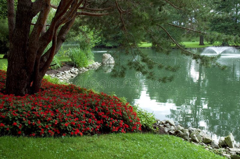 Tree and Pond stock image. Image of pond, tree, branches - 1168203
