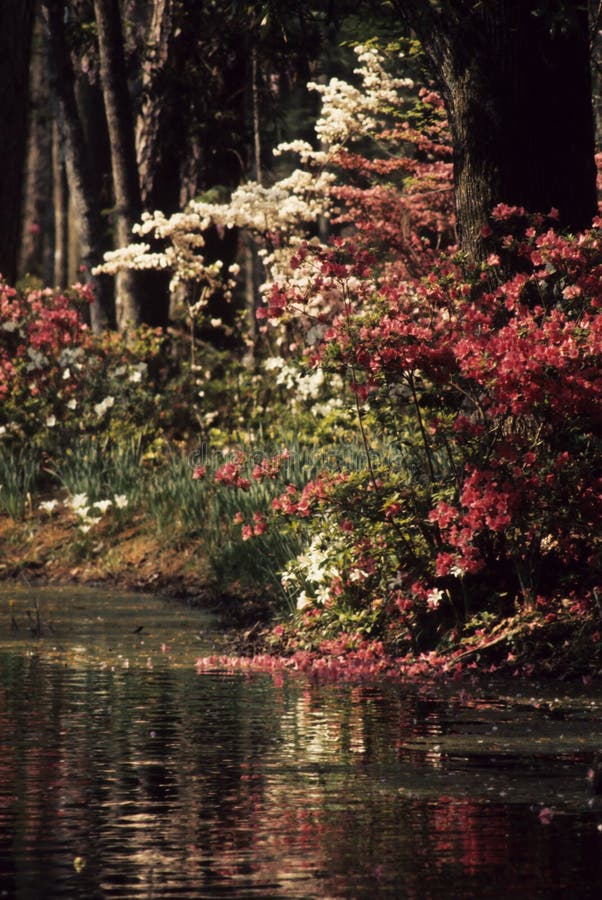 Tree pond stock photo. Image of lake, summer, serene, mirror - 7556274