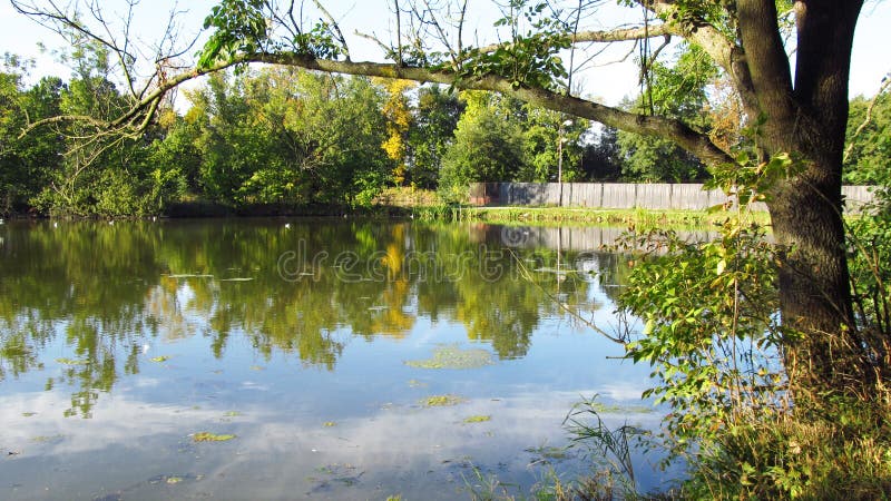 Tree at the pond stock image. Image of river, pond, water - 60339871