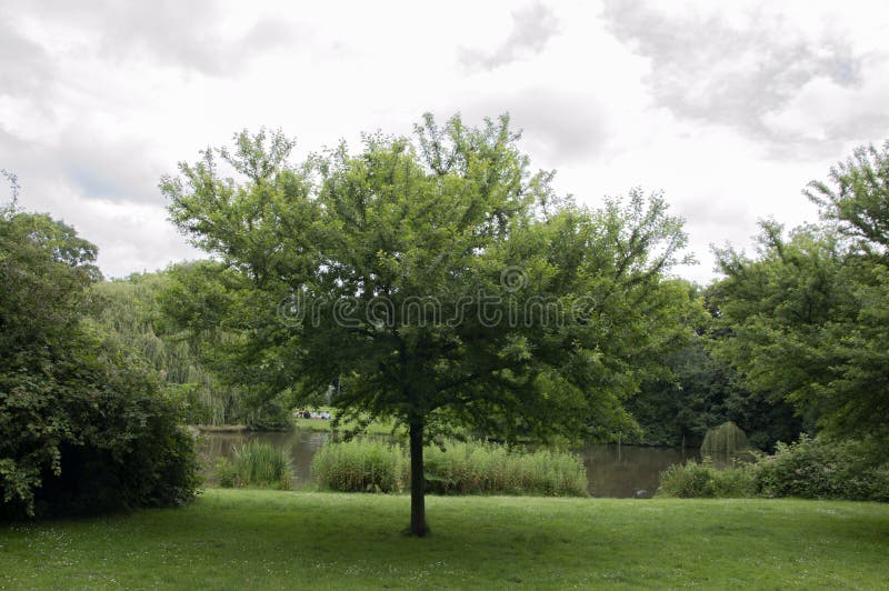Tree and Pond at the Flevopark Amsterdam the Netherlands 18-6-2020 ...