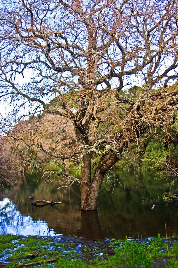 Tree in Pond stock photo. Image of space, heavy, water - 93519574