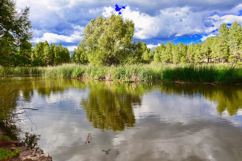 The tree in the pond stock photo. Image of empty, view - 124141584