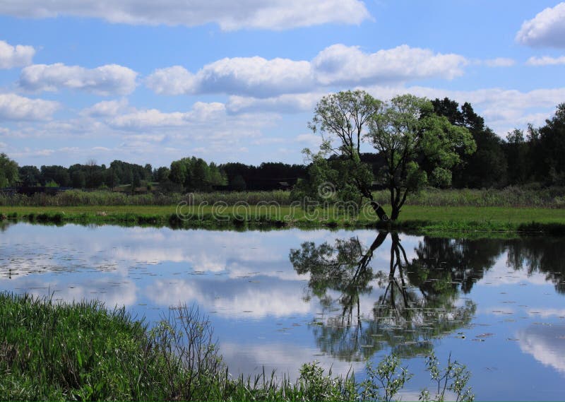 Tree at the pond stock photo. Image of reflections, tree - 55795908
