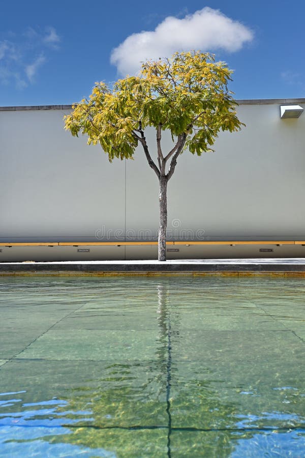 Tree and Pool Reflections, South Coast Plaza Stock Photo - Image of ...