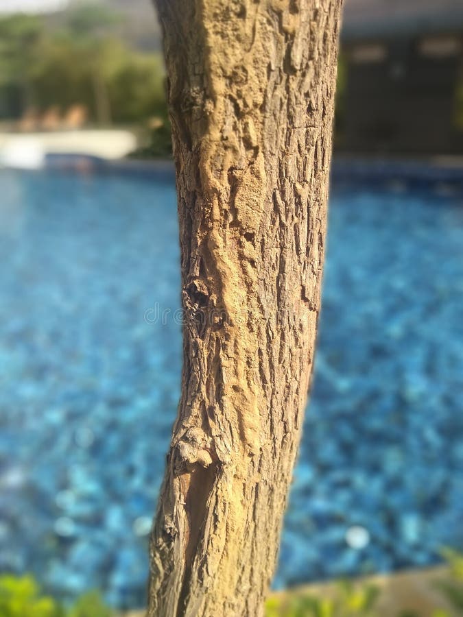 Tree in pool stock image. Image of plant, life, water - 151718121
