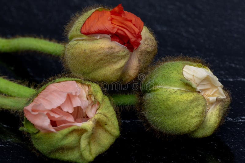 Tree Poppy Buds Close Up, Black Background Stock Photo - Image of ...