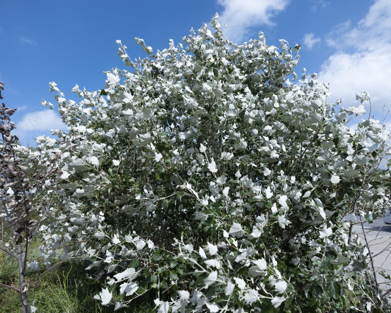 Tree Populus Alba Nivea in Heavy Storm Shows Light Underside of Leaves ...