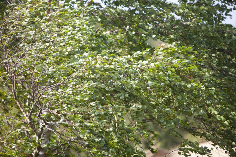 Tree Populus Alba Nivea in Strong Wind Shows Light Underside of Leaves ...