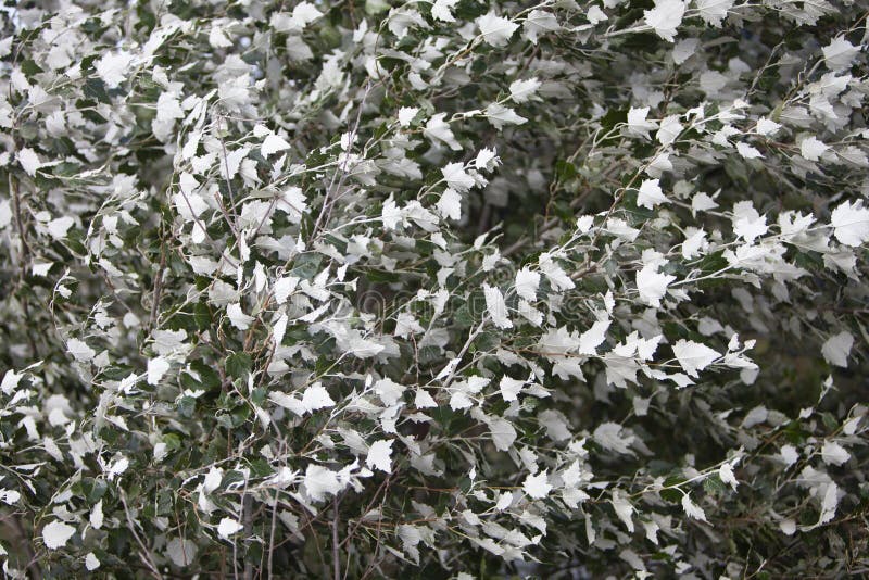 Tree Populus Alba Nivea in Strong Wind Shows Light Underside of Leaves ...