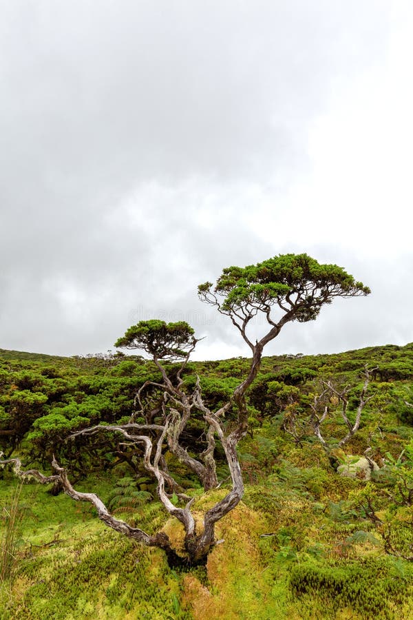 Tree Portrait in the Azores Stock Image - Image of beautiful, tourism ...