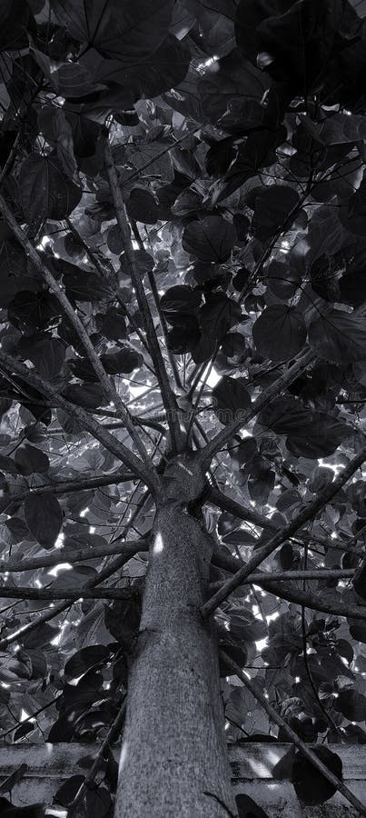 Tree Portrait Capture by Mobile Stock Image - Image of mobile, tree ...