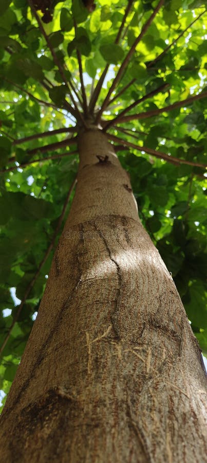 Tree Portrait Capture by Mobile Stock Image - Image of portrait, tree ...