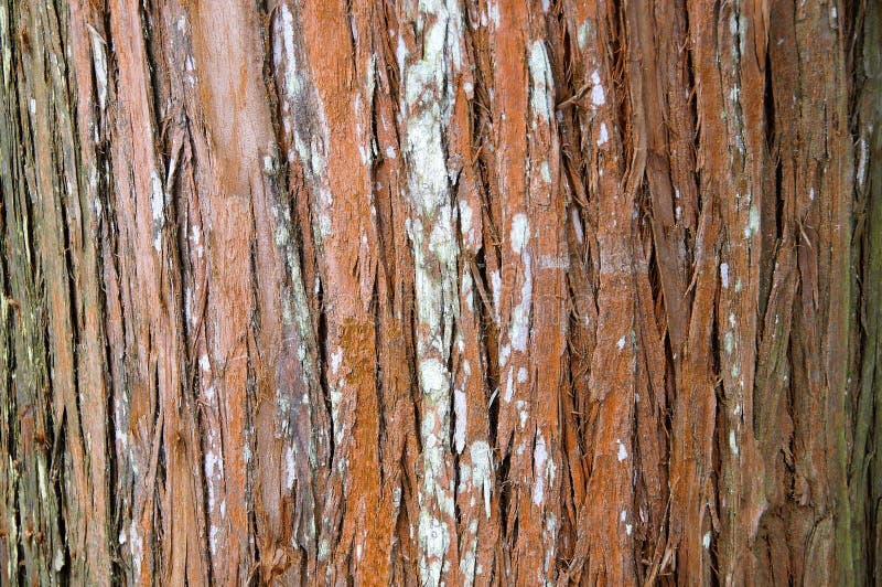 Tree stock photo. Image of beauty, frame, reforestation - 33509706