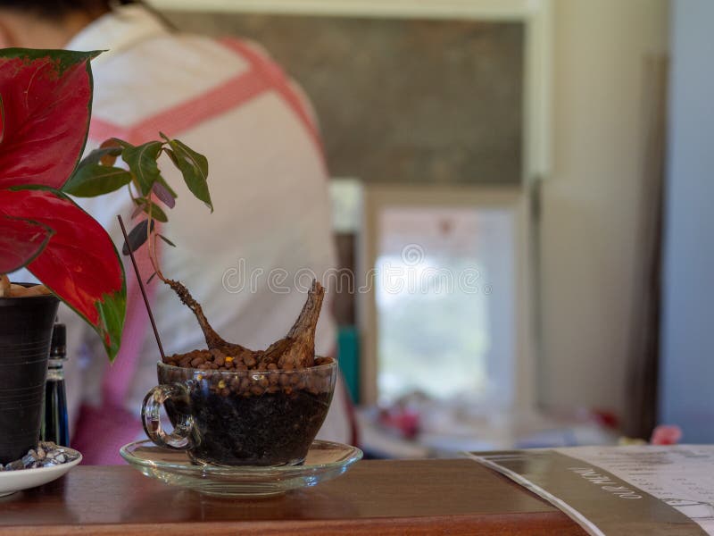 Tree and Pot on Coffee Shop Stock Photo - Image of beautiful, botanical ...
