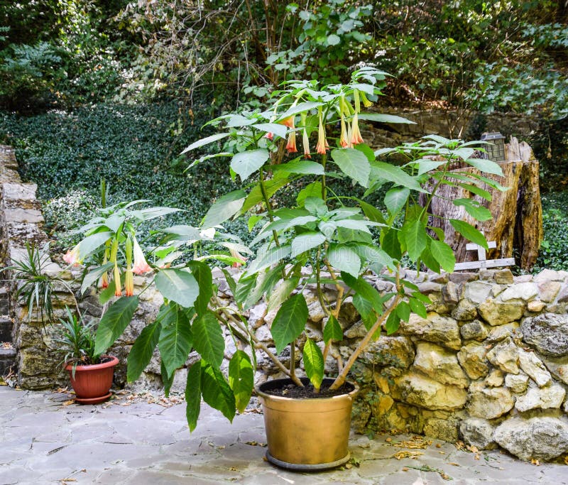 Tree in a Pot. a Flower in a Pot on the Street Editorial Stock Photo ...