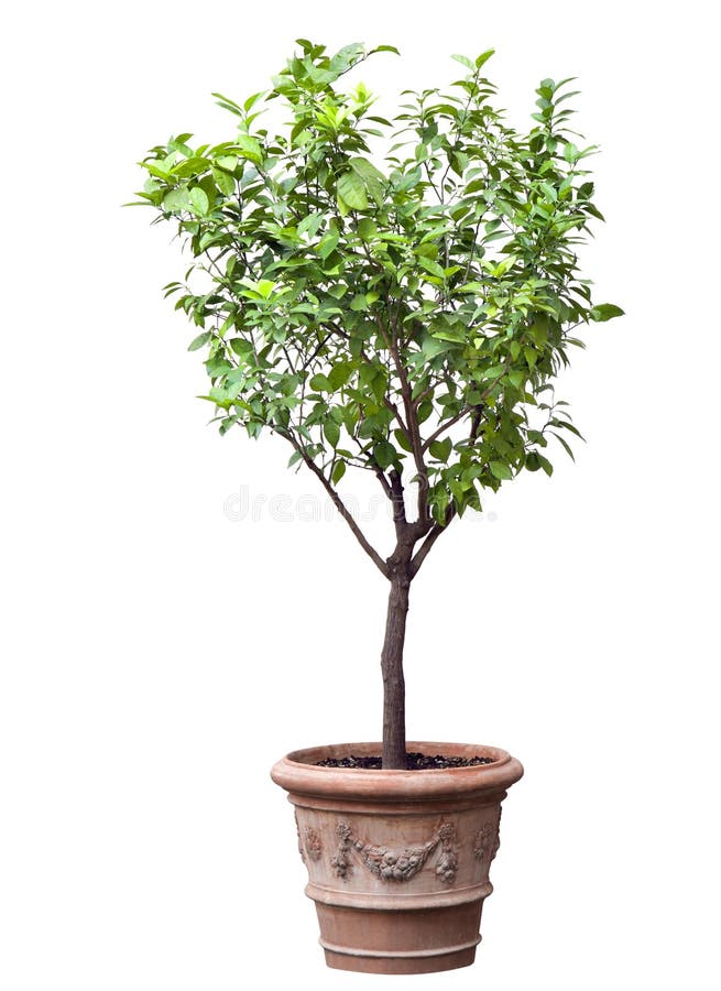 Tree in a pot isolated stock photo. Image of decoration - 124554406