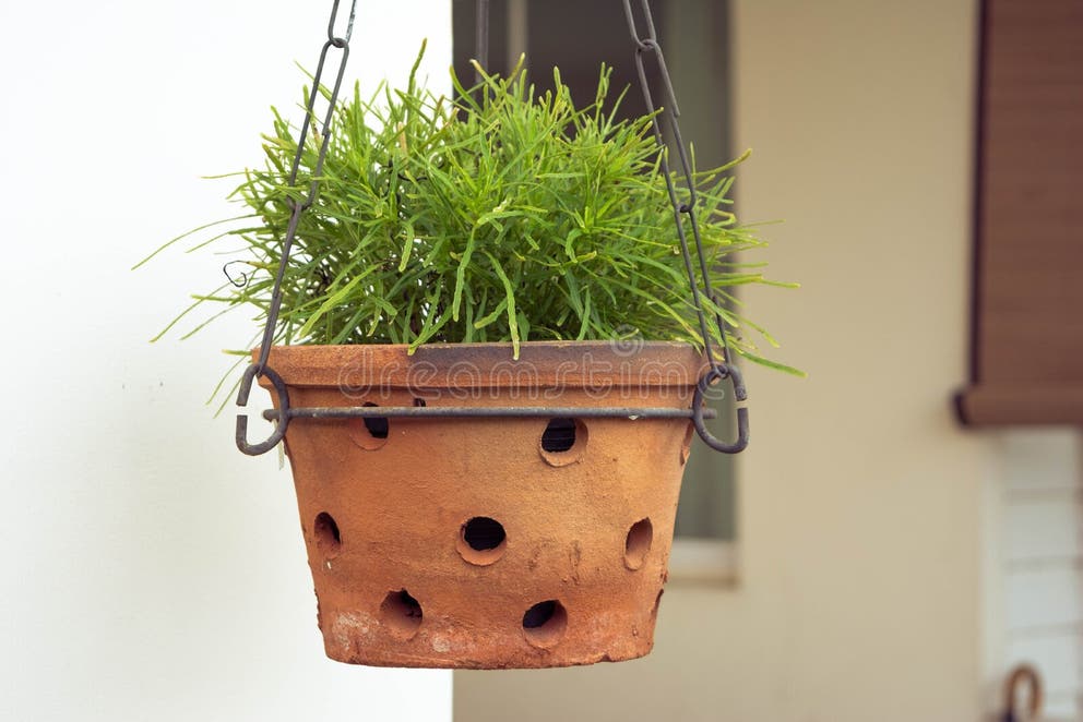 Tree in pot stock image. Image of garden, decoration - 42300815