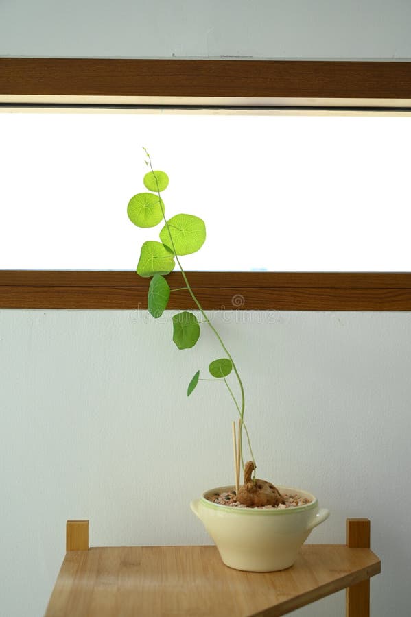 Tree in a Pot Put on Wooden Table, Interior Design Stock Photo - Image ...