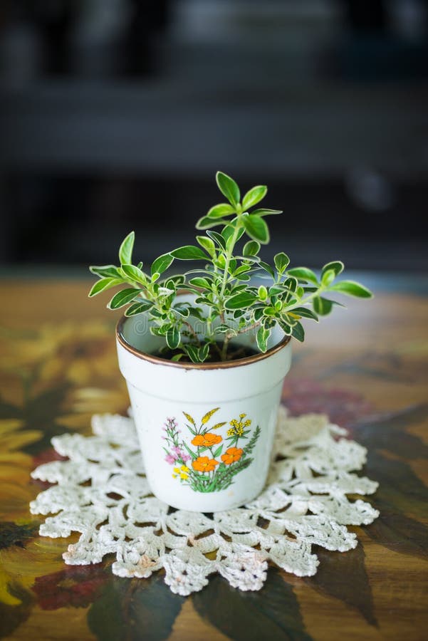 Tree in the pot stock image. Image of stem, houseplant - 30719629