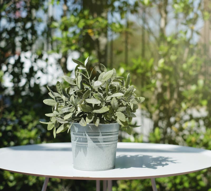 Tree in pot. stock photo. Image of natural, organic, leaf - 89179138