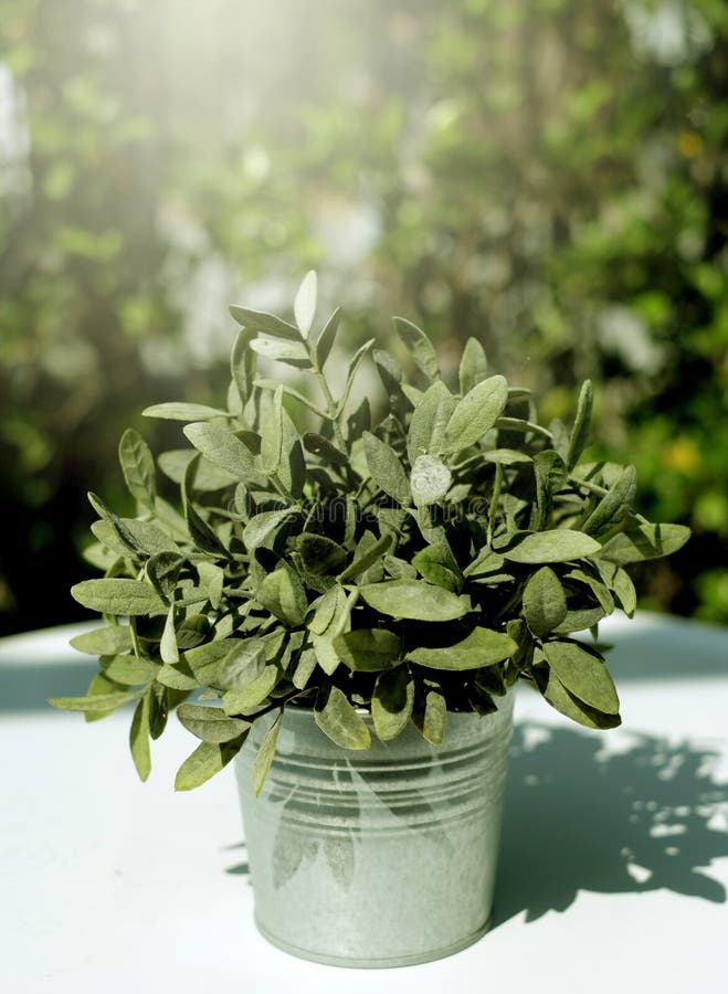 Tree in pot. stock image. Image of branch, potted, tree - 89179261