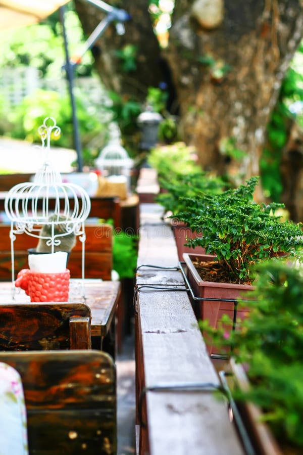 The Tree in a Pot Hanging on the Balcony of the Coffee Shop. Stock ...