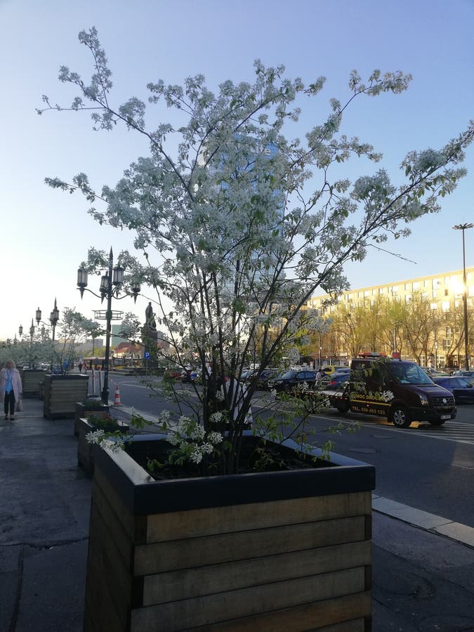 Tree in the pot editorial image. Image of spring, plac - 160129370